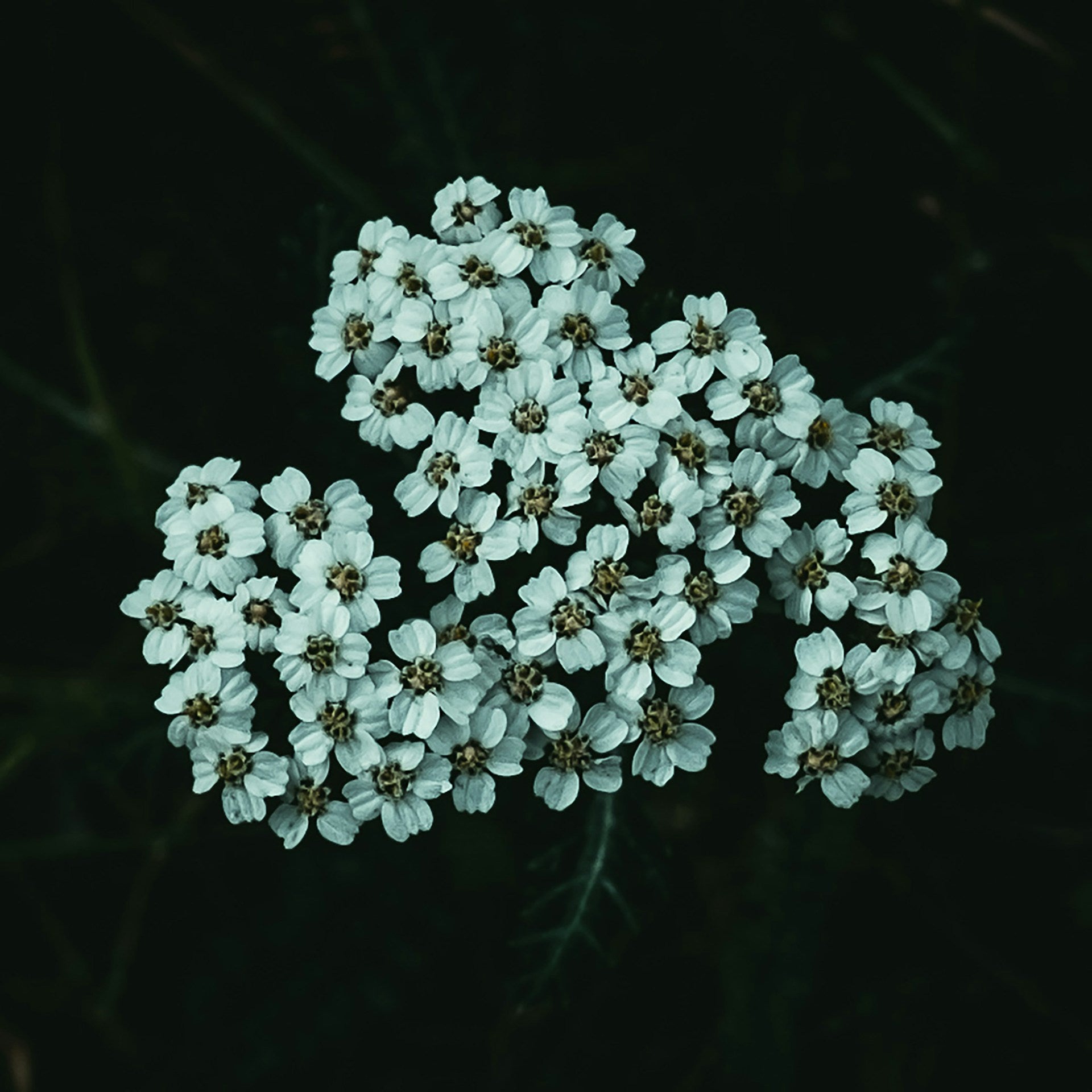 500 Yarrow seeds (Achillea millefolium) – PlantZoneUSA
